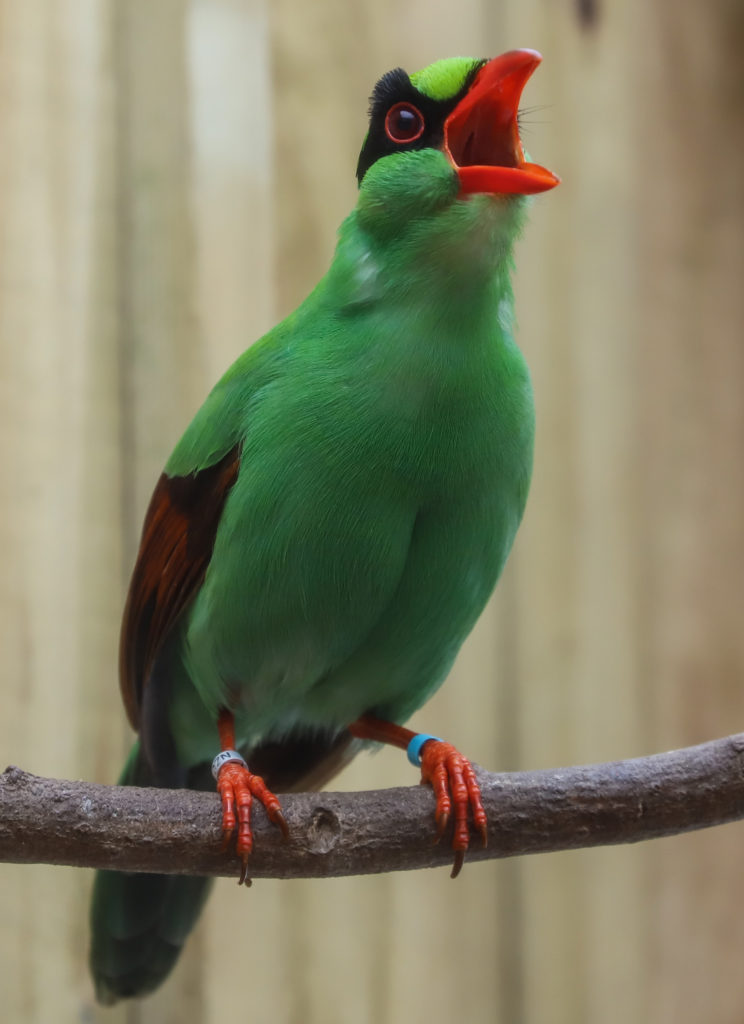 Javan Green Magpie EEP – Silent Forest