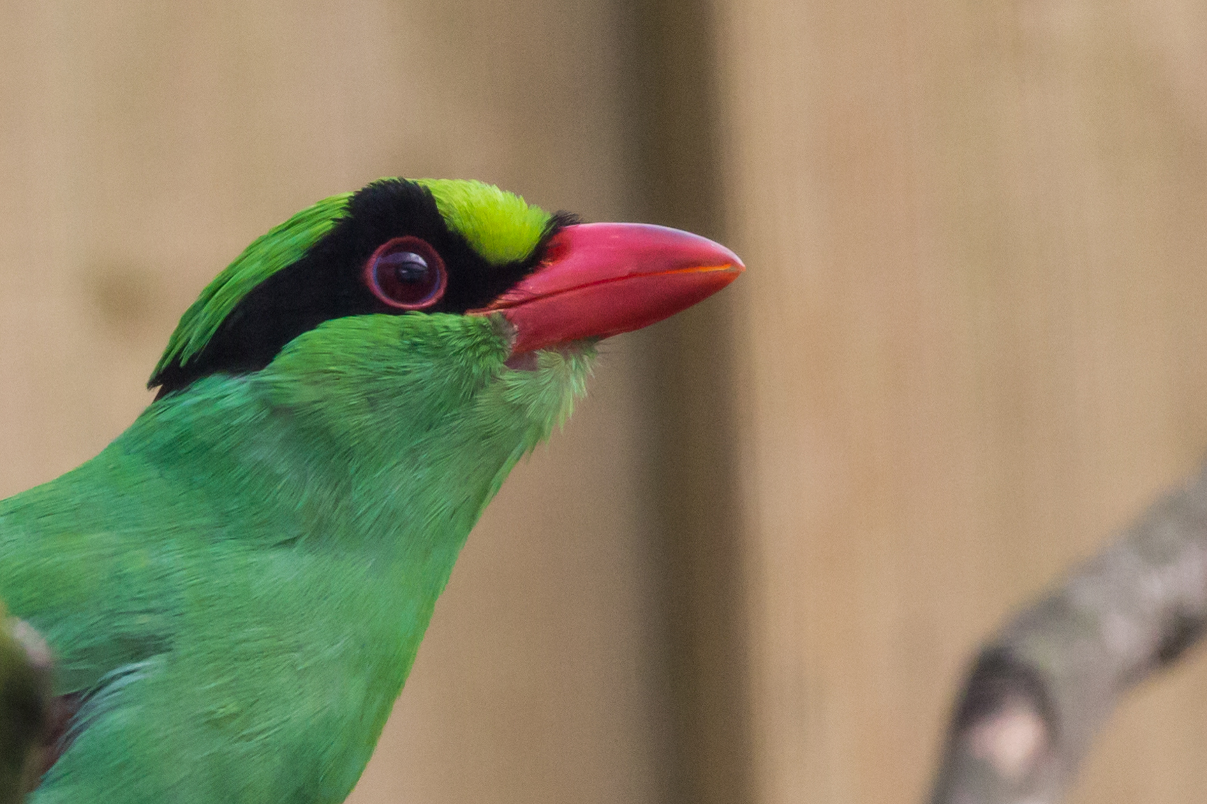 Rare songbirds arrive at Newquay Zoo – Silent Forest