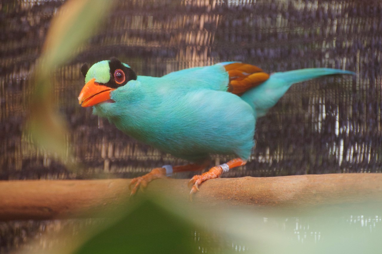 When Javan Green Magpies feel blue – Silent Forest