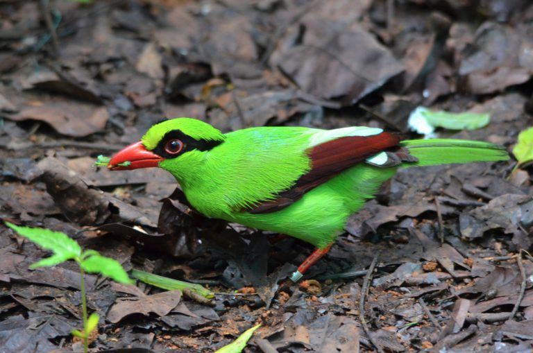 When Javan Green Magpies feel blue – Silent Forest