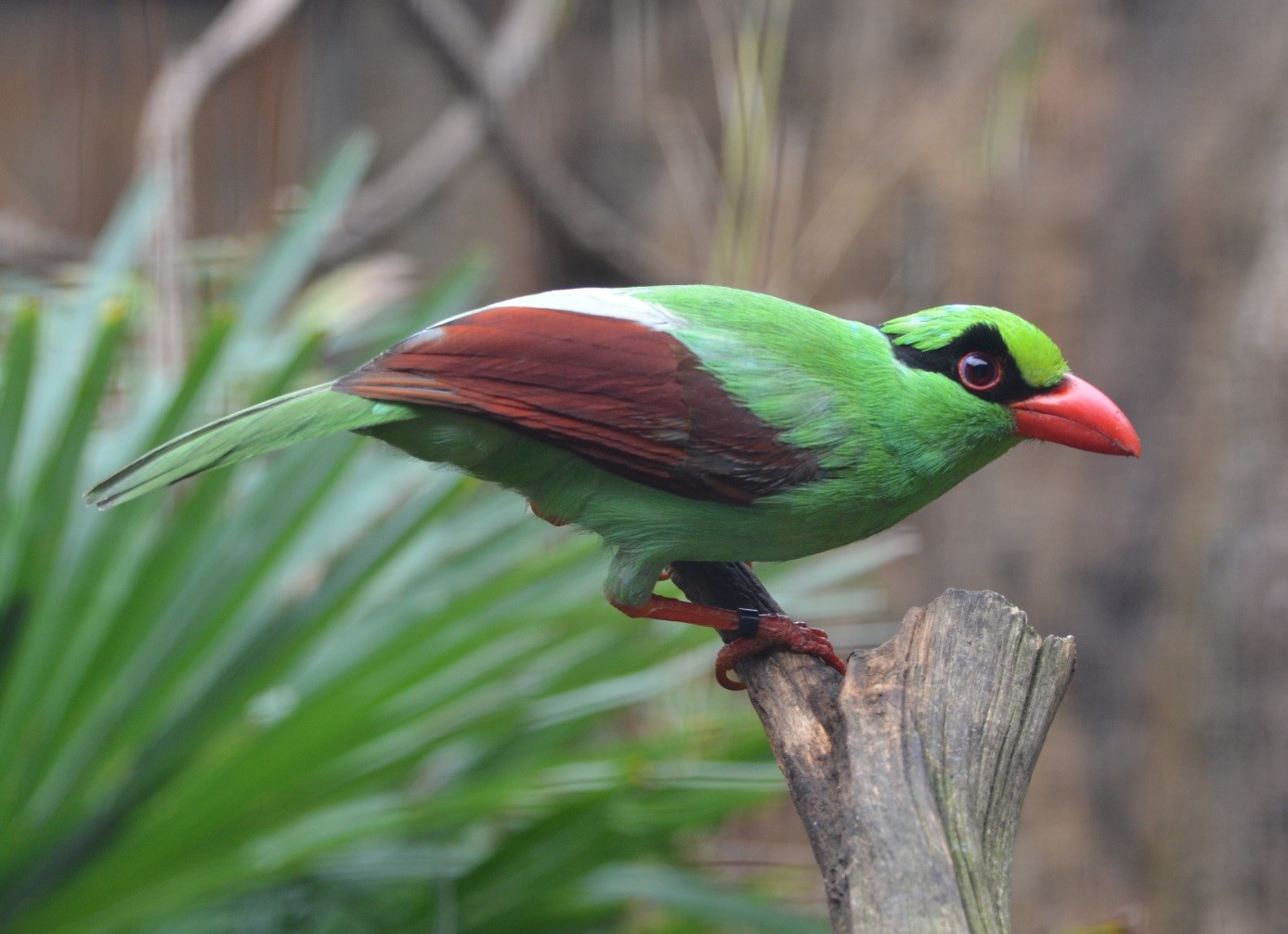 When Javan Green Magpies feel blue – Silent Forest