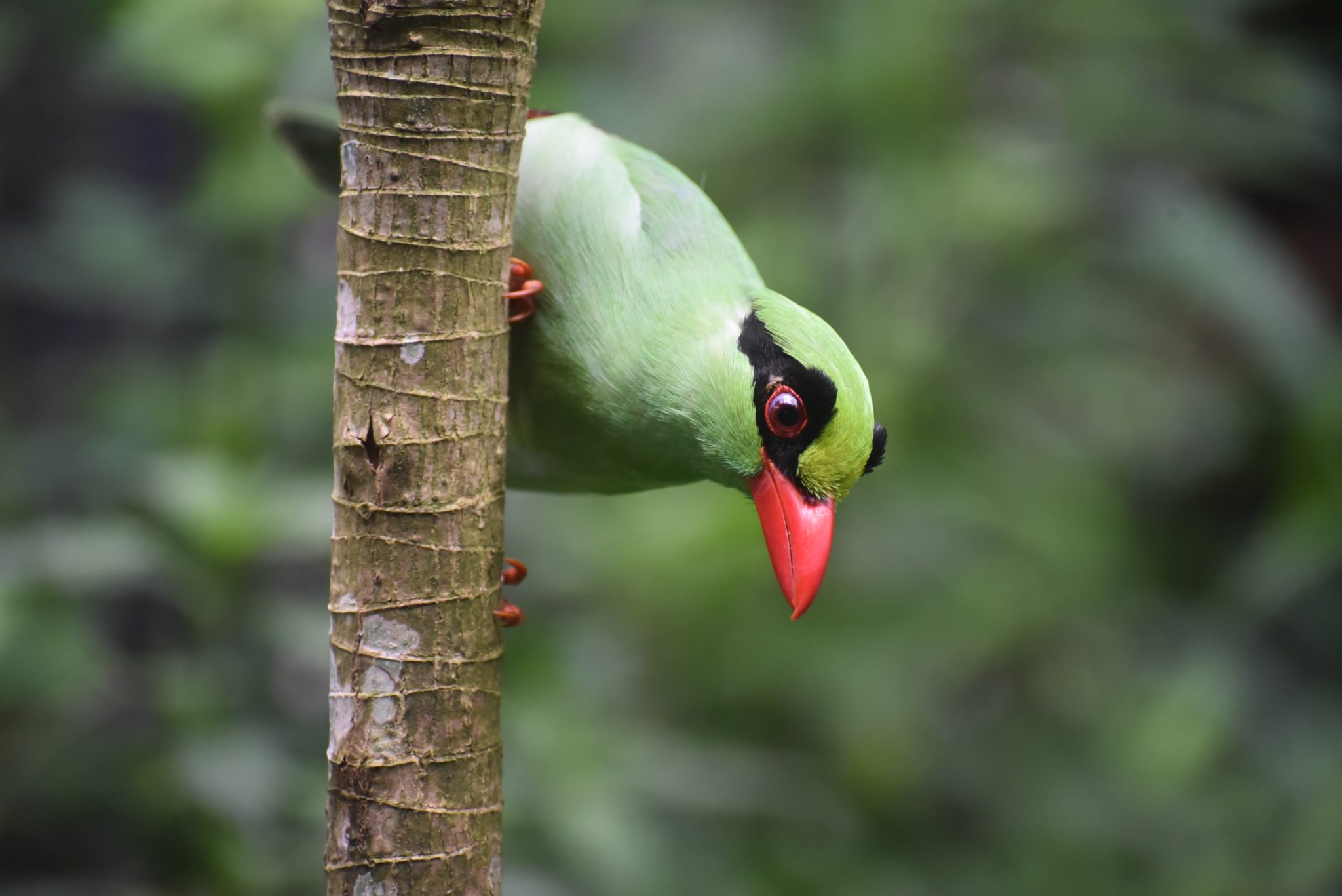 Cikananga Conservation Breeding Centre – Silent Forest