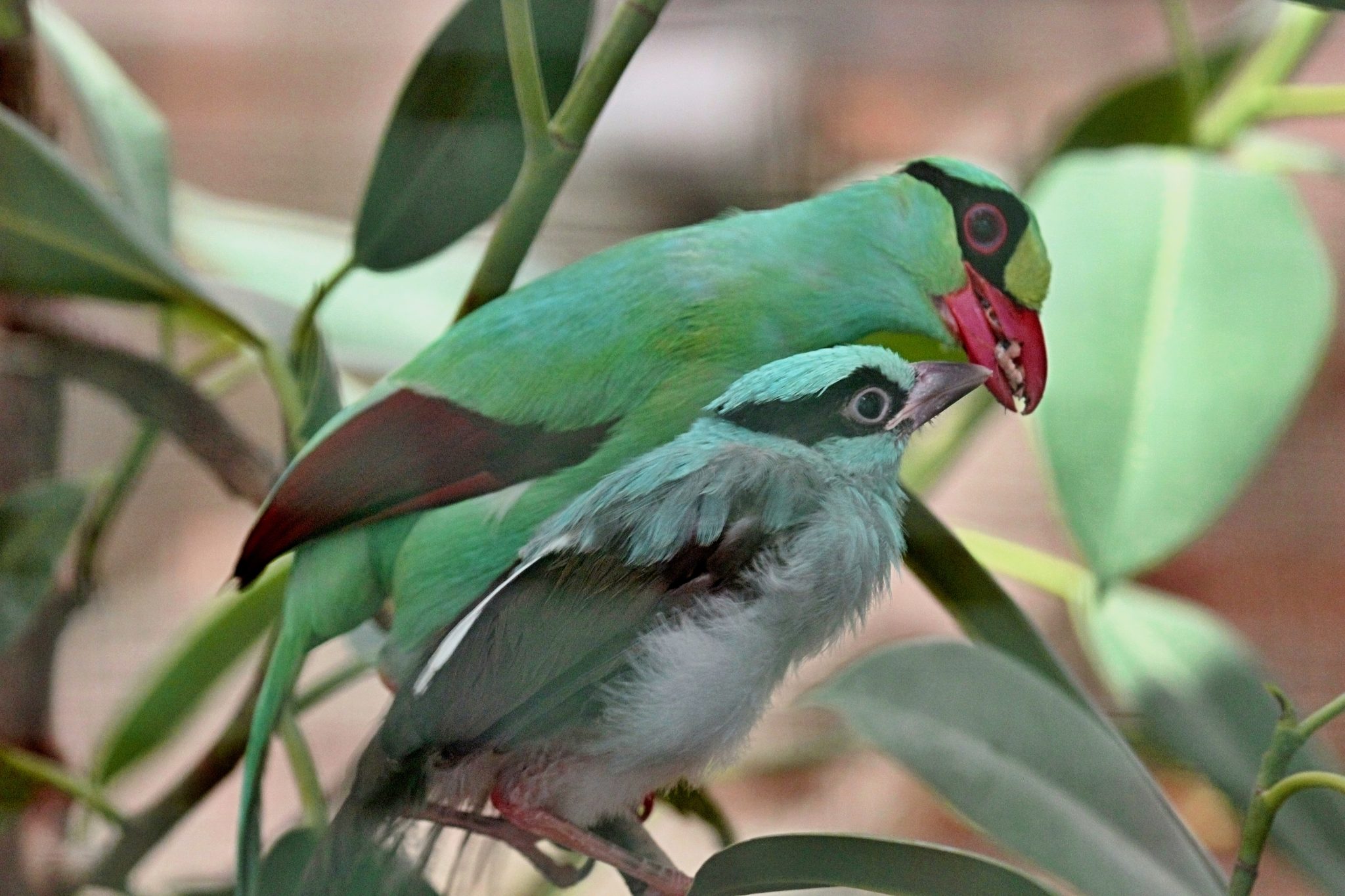 Sensational news of Javan Green Magpies adopting their own young ...