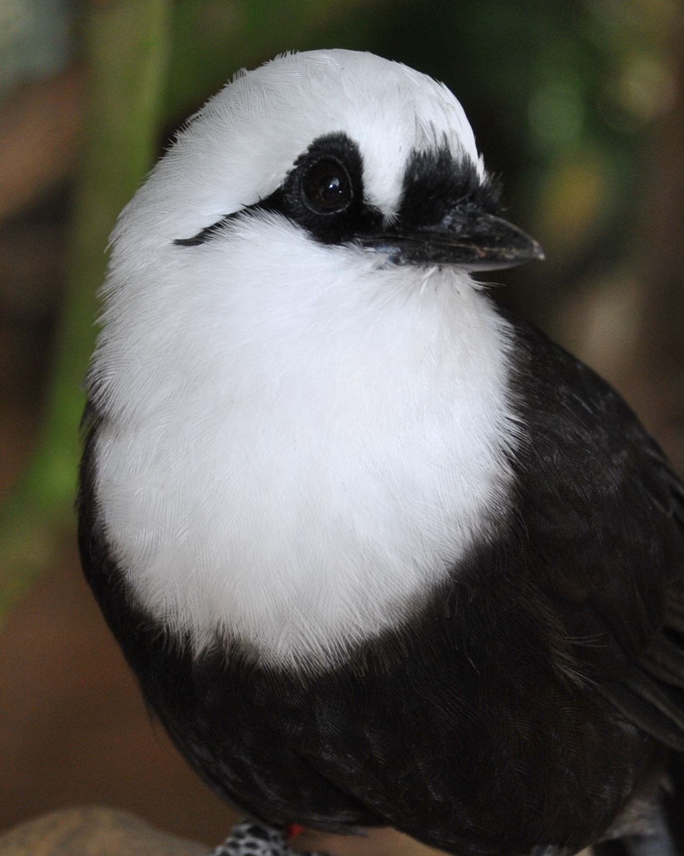 A need for international protection of the Sumatran Laughingthrush ...