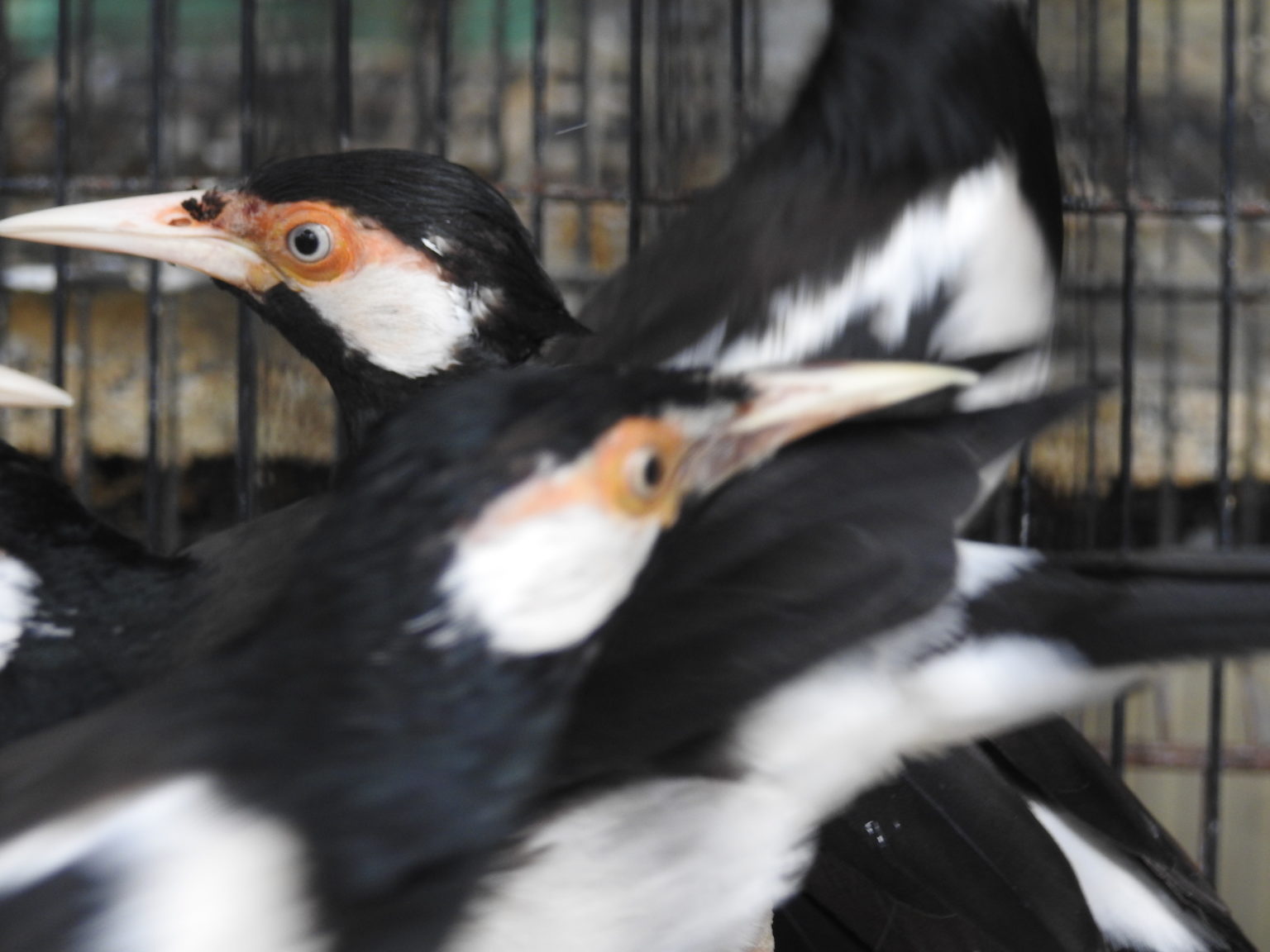 The extraordinary vanishing act of the Javan Pied Starling – Silent Forest