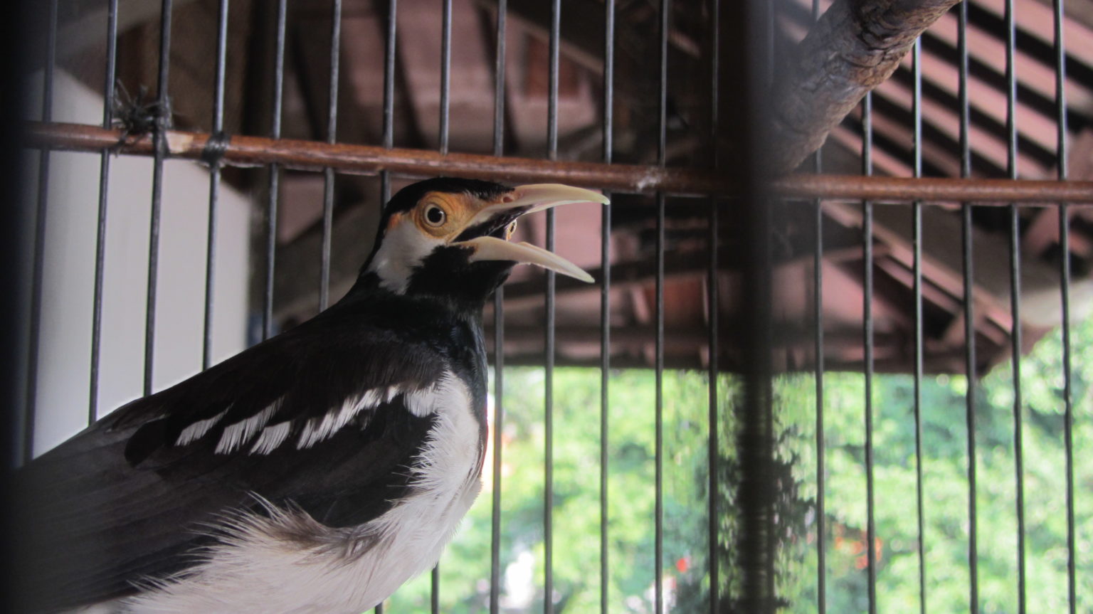 The extraordinary vanishing act of the Javan Pied Starling – Silent Forest