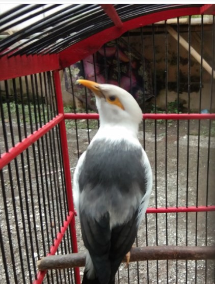 Likely poaching of Grey-backed Myna in Indonesia’s Baluran National ...