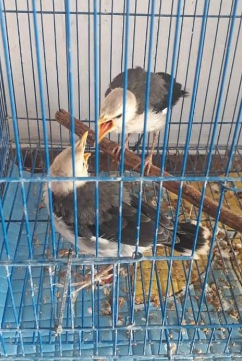 Likely poaching of Grey-backed Myna in Indonesia’s Baluran National ...