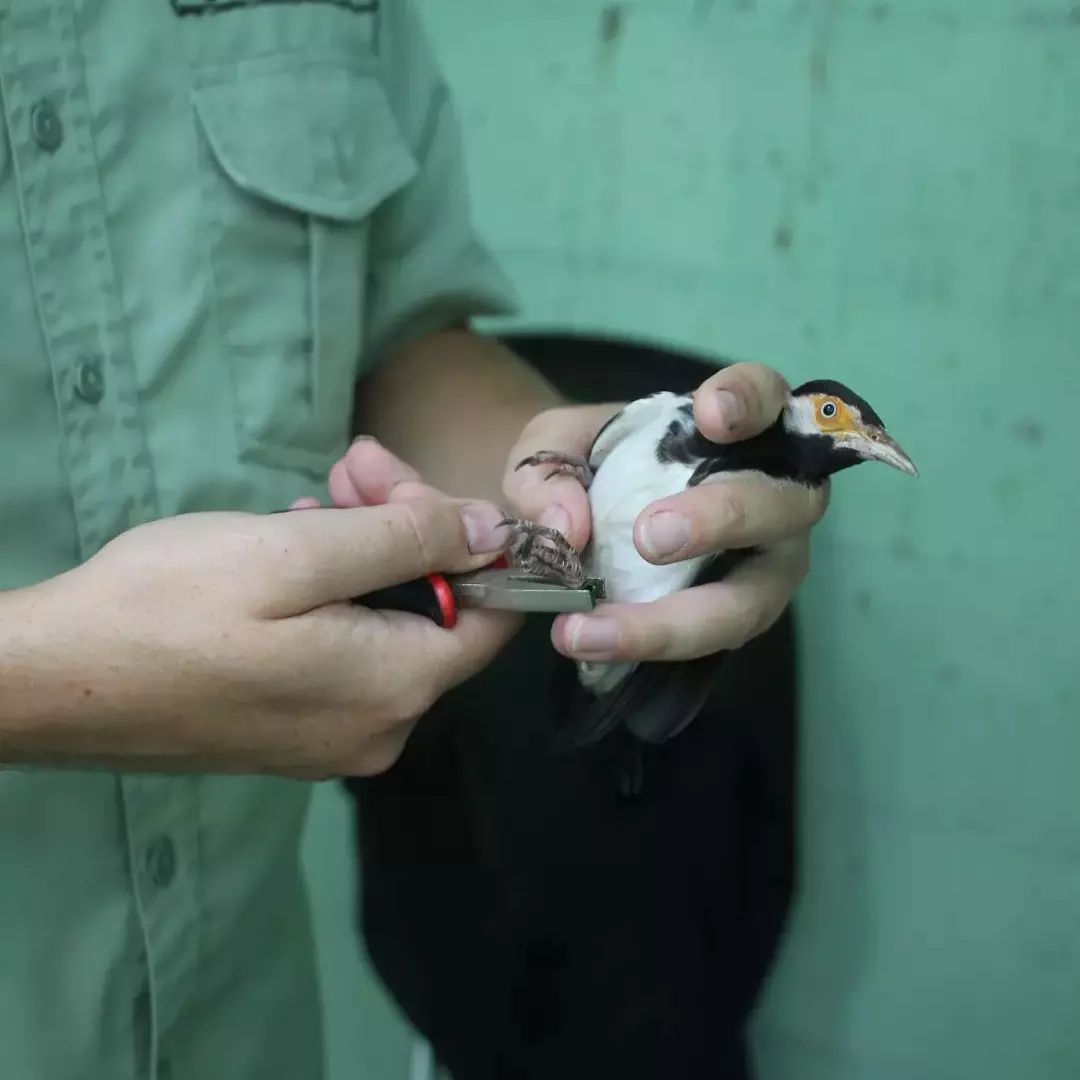 First trial releases of Javan Pied Starling in Prigen – Silent Forest