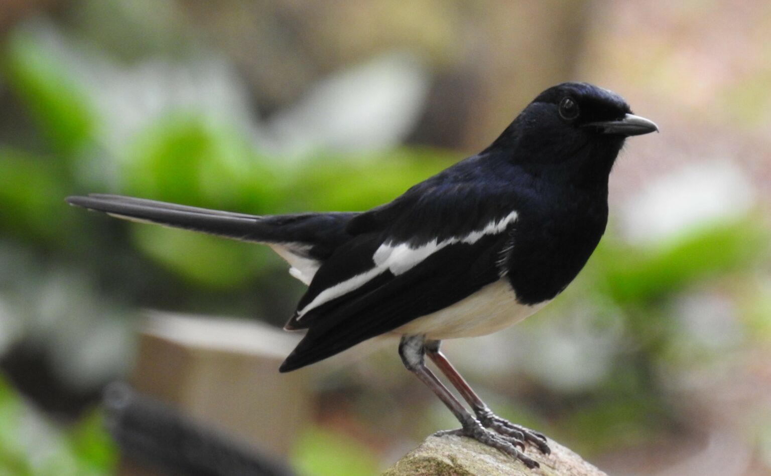 Over-exploitation of Songbirds in Vietnam – Silent Forest