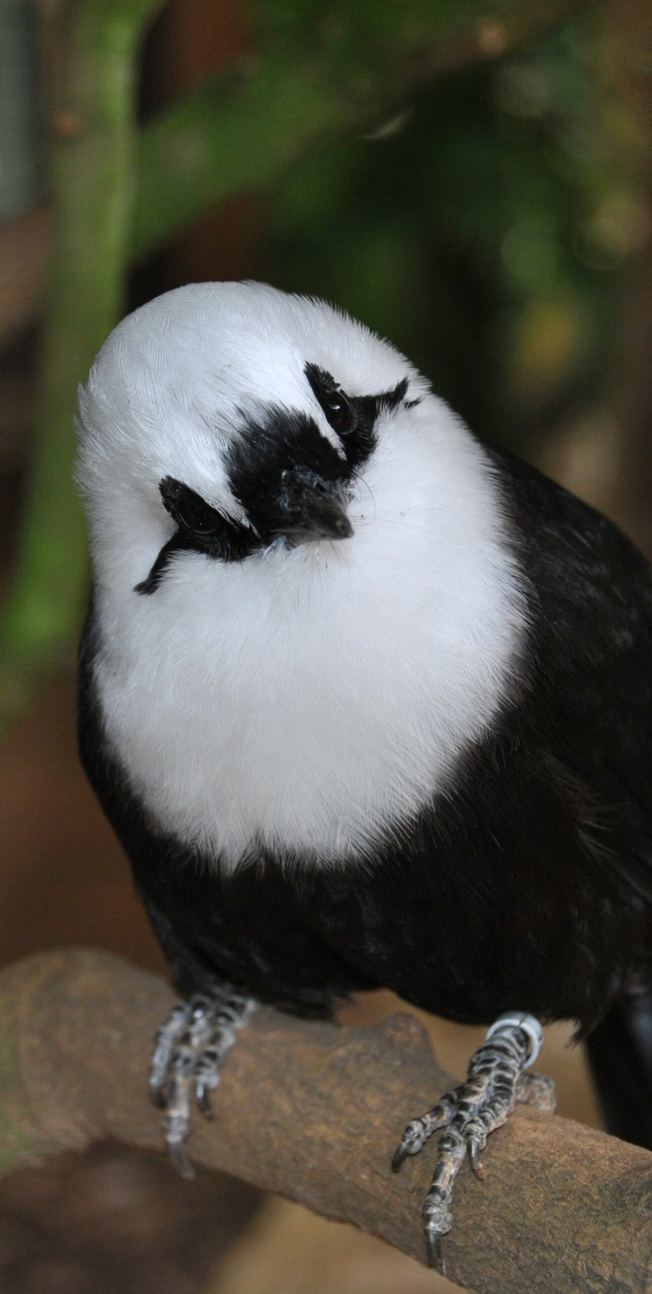 Signs of support from CITES and Nations towards Songbird Conservation ...