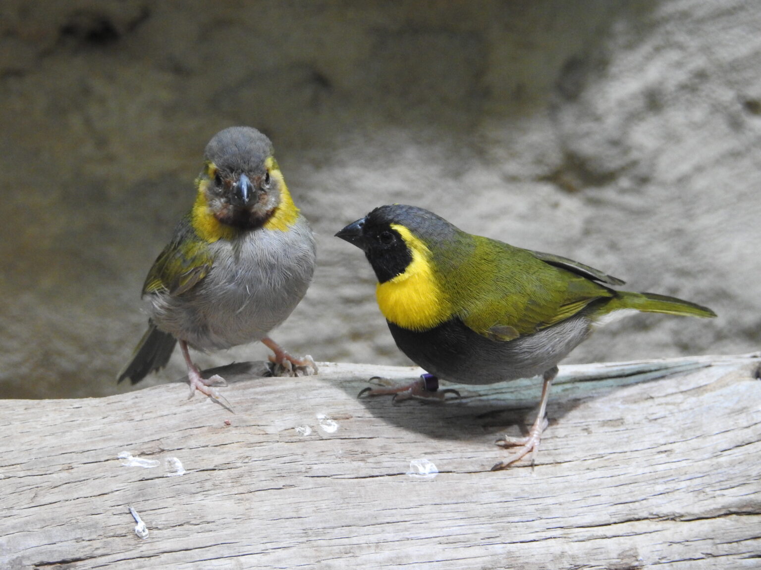 Cuban Grassquit – Silent Forest
