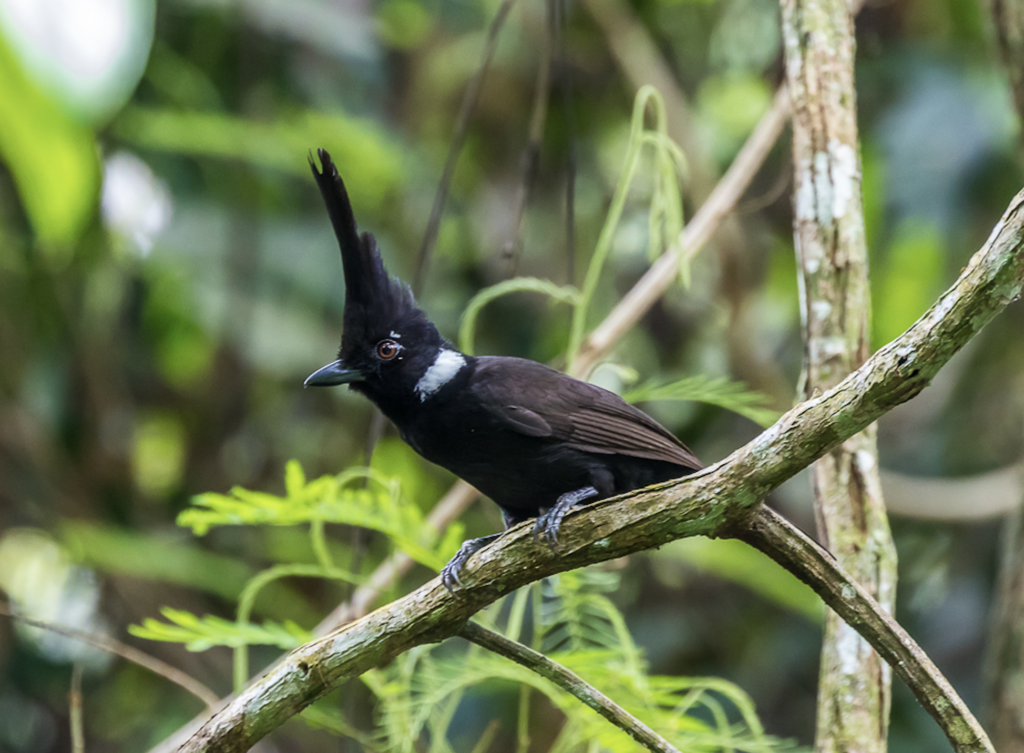 Working towards a brighter future for the Crested Jayshrike – Silent Forest