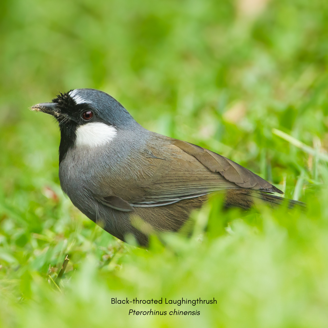 New paper on Black-throated Laughingthrush out: global ...