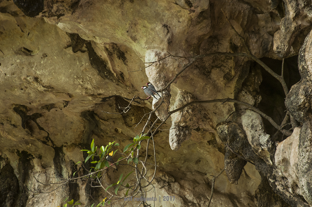 Community Based Java Sparrow monitoring through bird adoption in Gunung ...