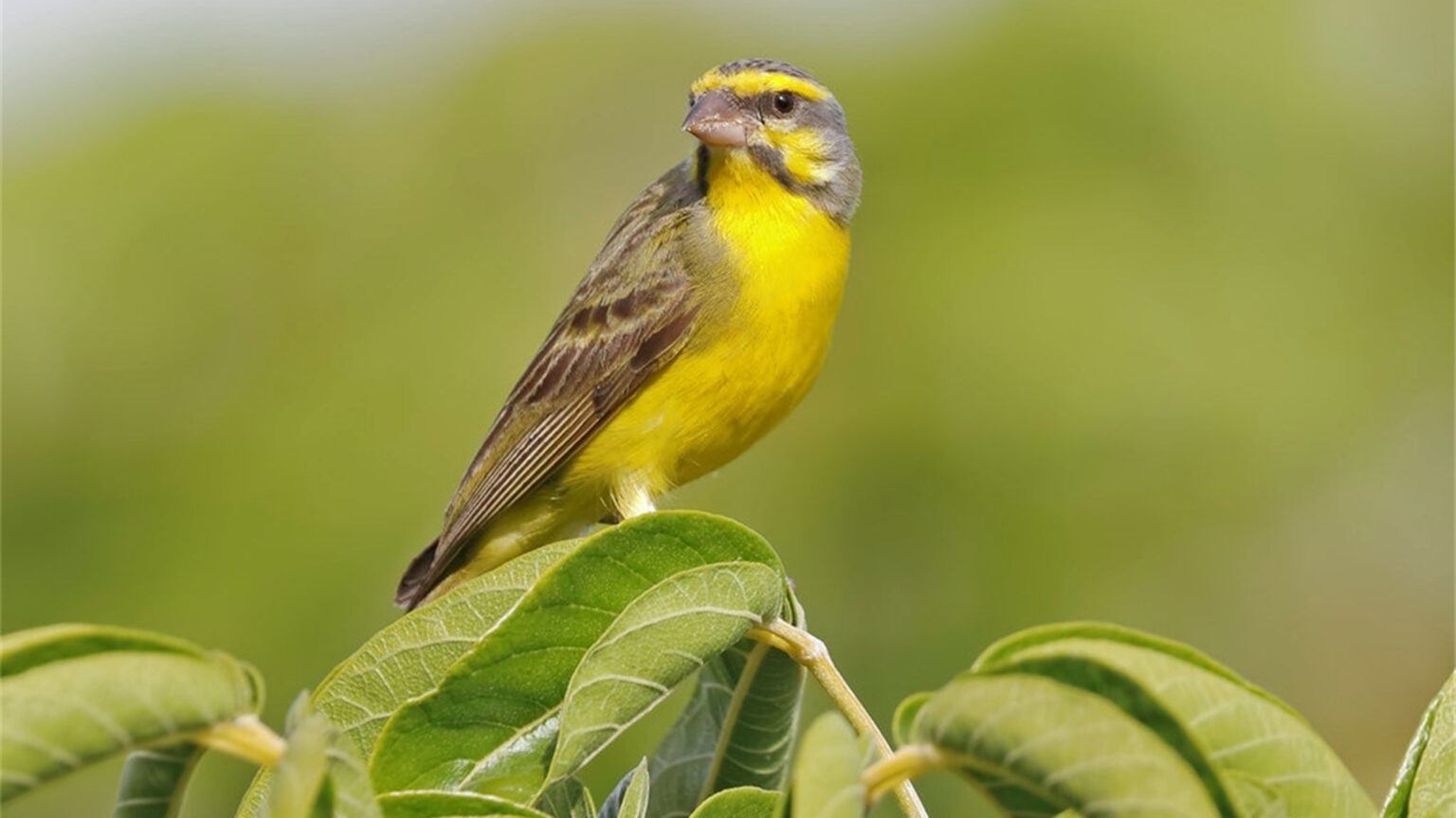 CITES APPENDIX III Matters! – Silent Forest